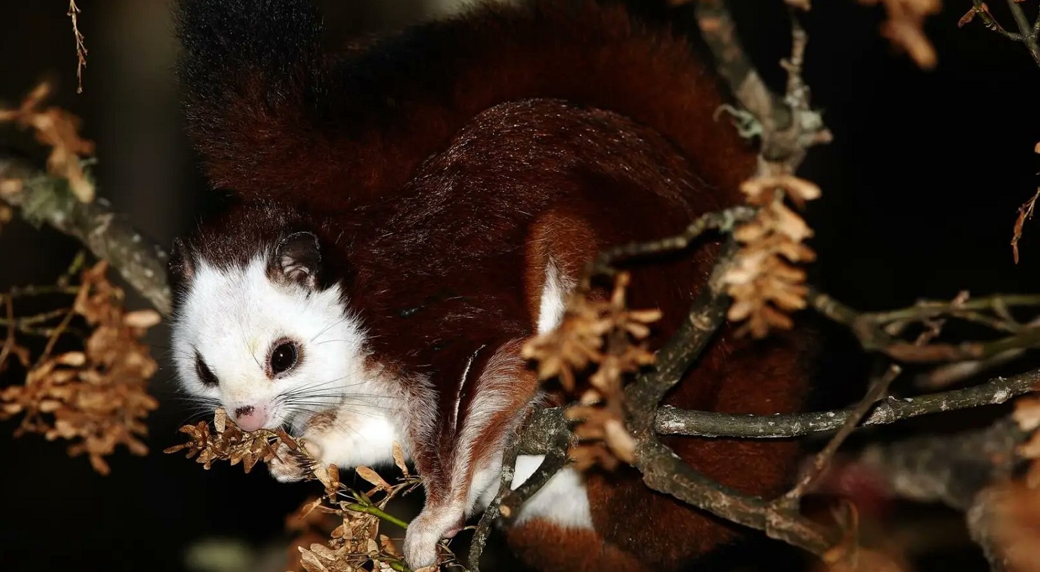 Nocturnal flying squirrel spotted in Arunachal Pradesh after 42 years